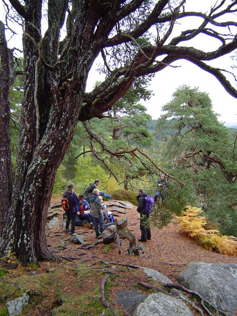 Trees for Life: Rewilding Scotland Forests – Seeds of Good Anthropocenes