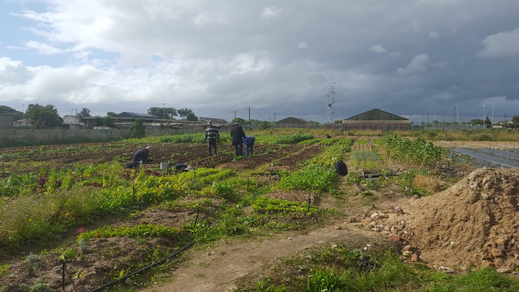 Philippi Horticultural Area Food & Farming Campaign – Seeds of Good ...